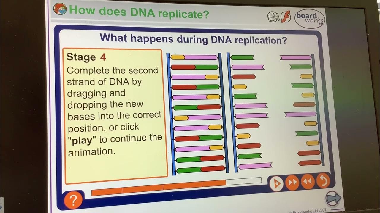 KS4-GCSE-BIOLOGY-The process of DNA replication - YouTube