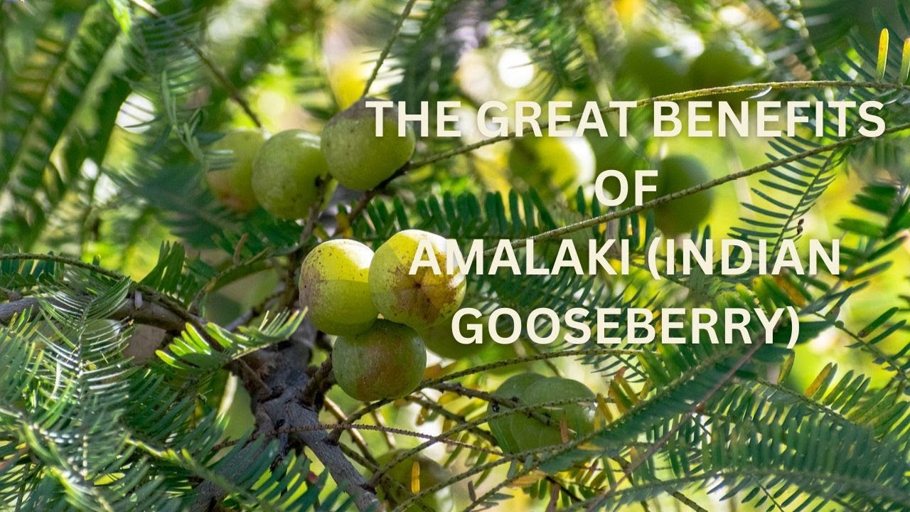 Amalaki: The Indian Gooseberry’s Tranquil Journey #amalaki #ayurvedic ...