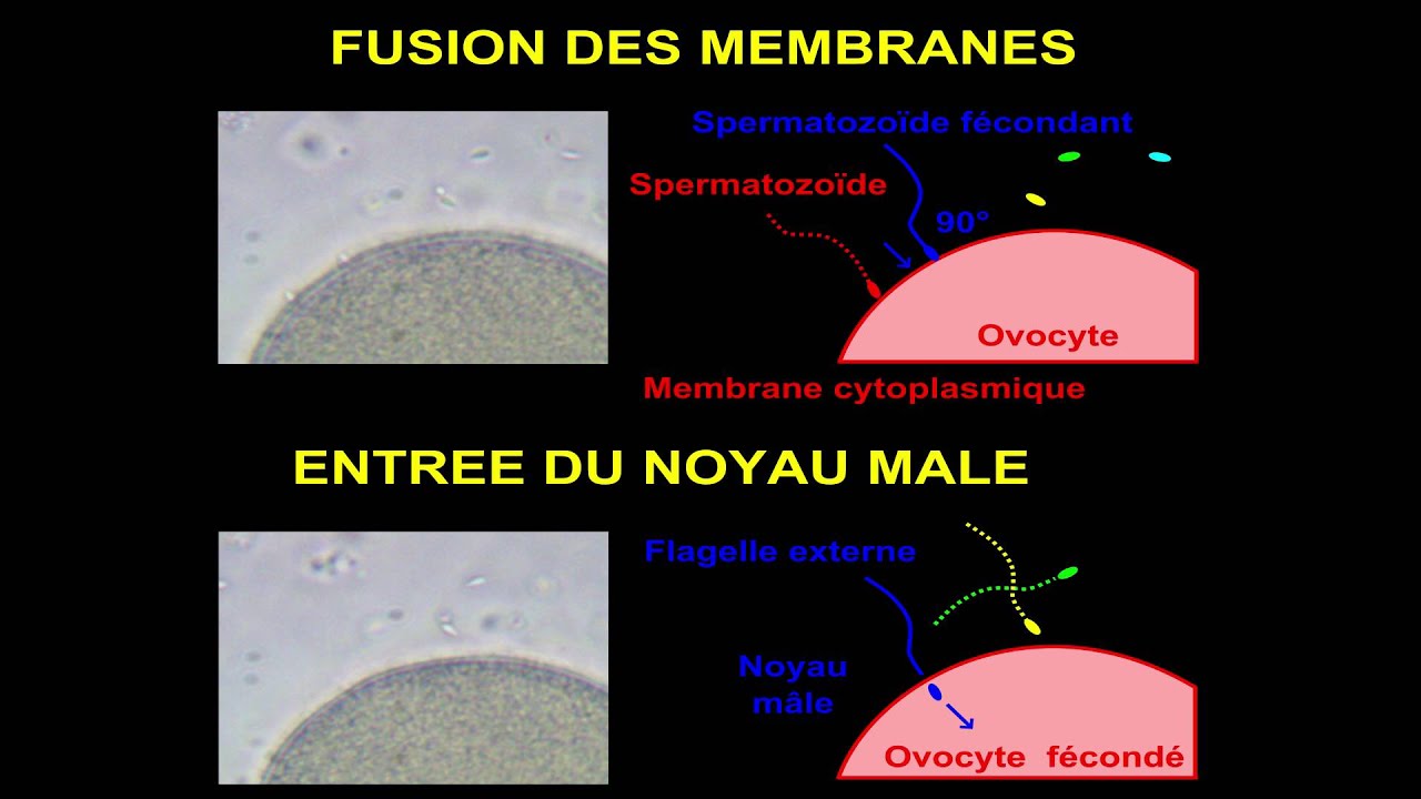 # FIV Oursin et cycle de développement, SVT, Hervé Kempf, lycée de l ...