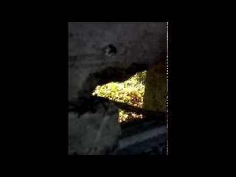 TERCIDUK ANAK SMP GITUAN