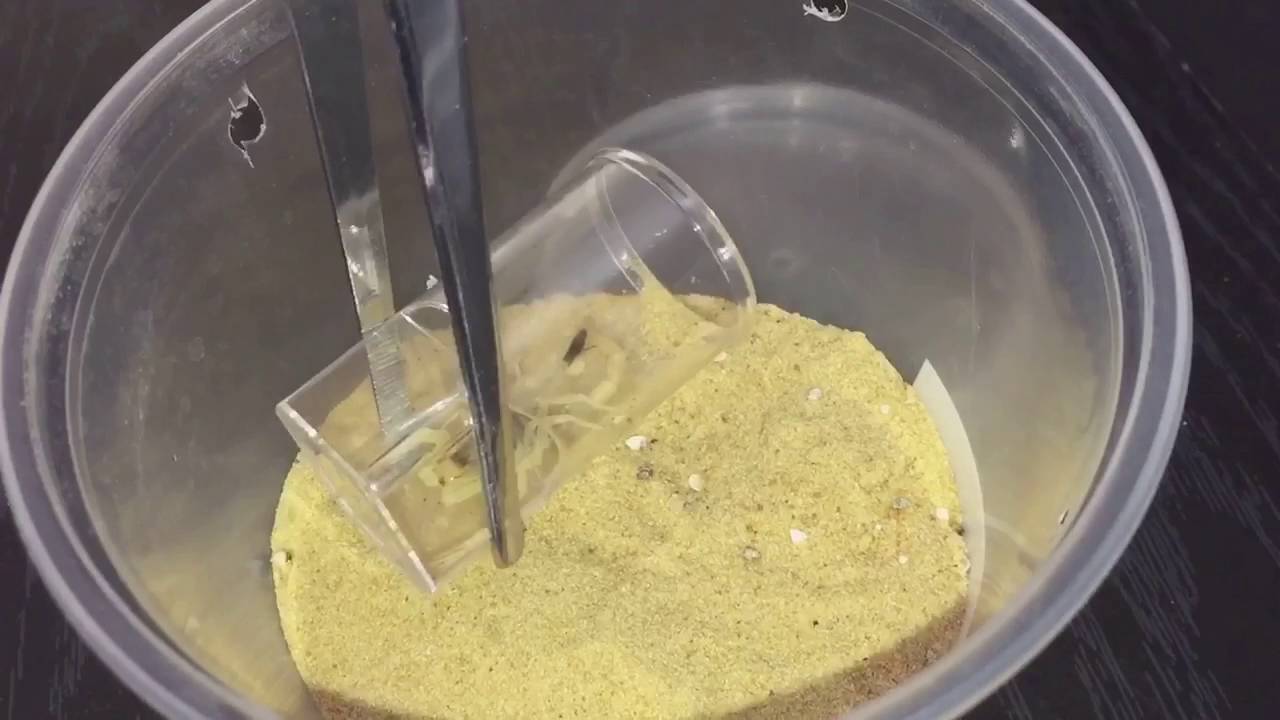 🦂 Rehousing My Leiurus Nasheri 🦂 - YouTube