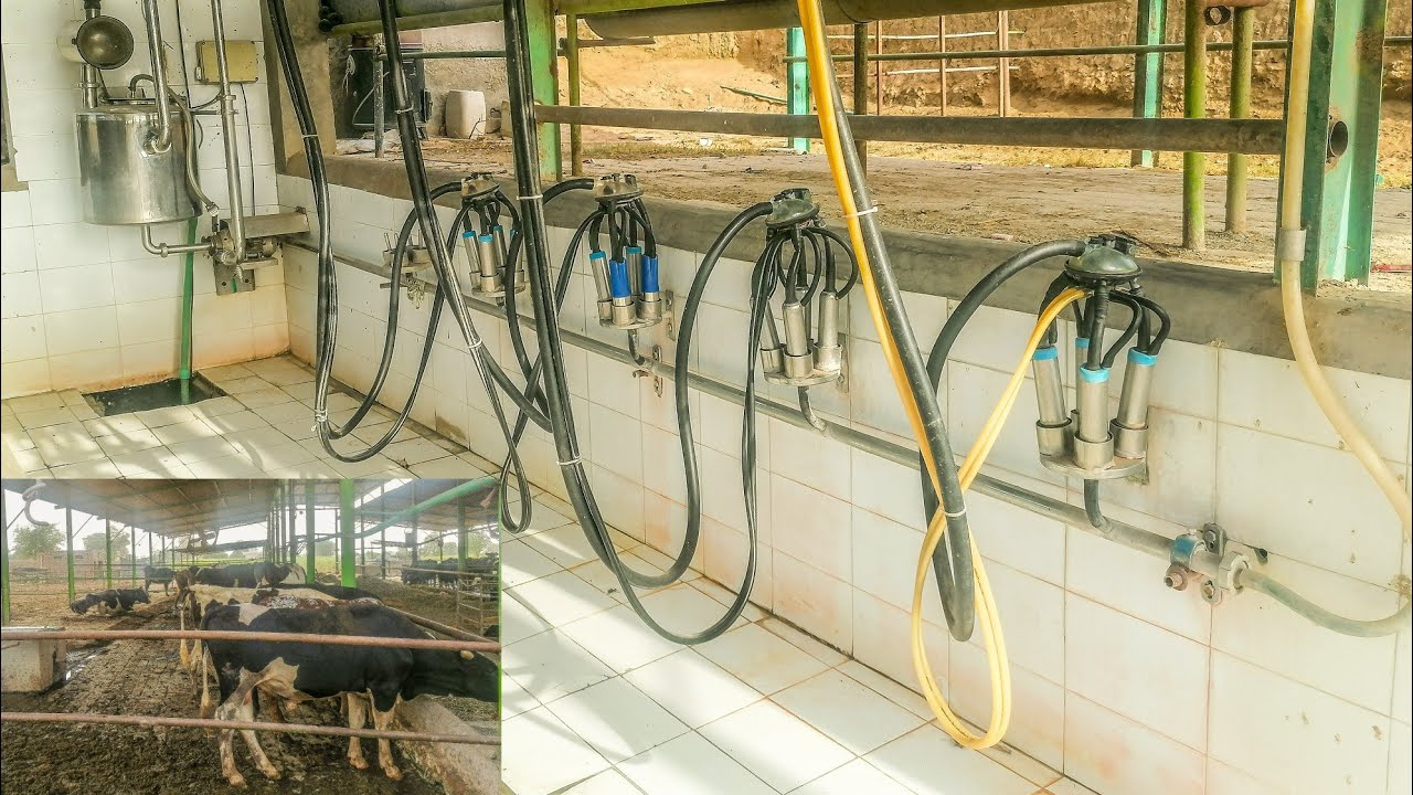 Modern Cow Dairy Farming | Cow Milking Technology Machine | Smart Dairy ...