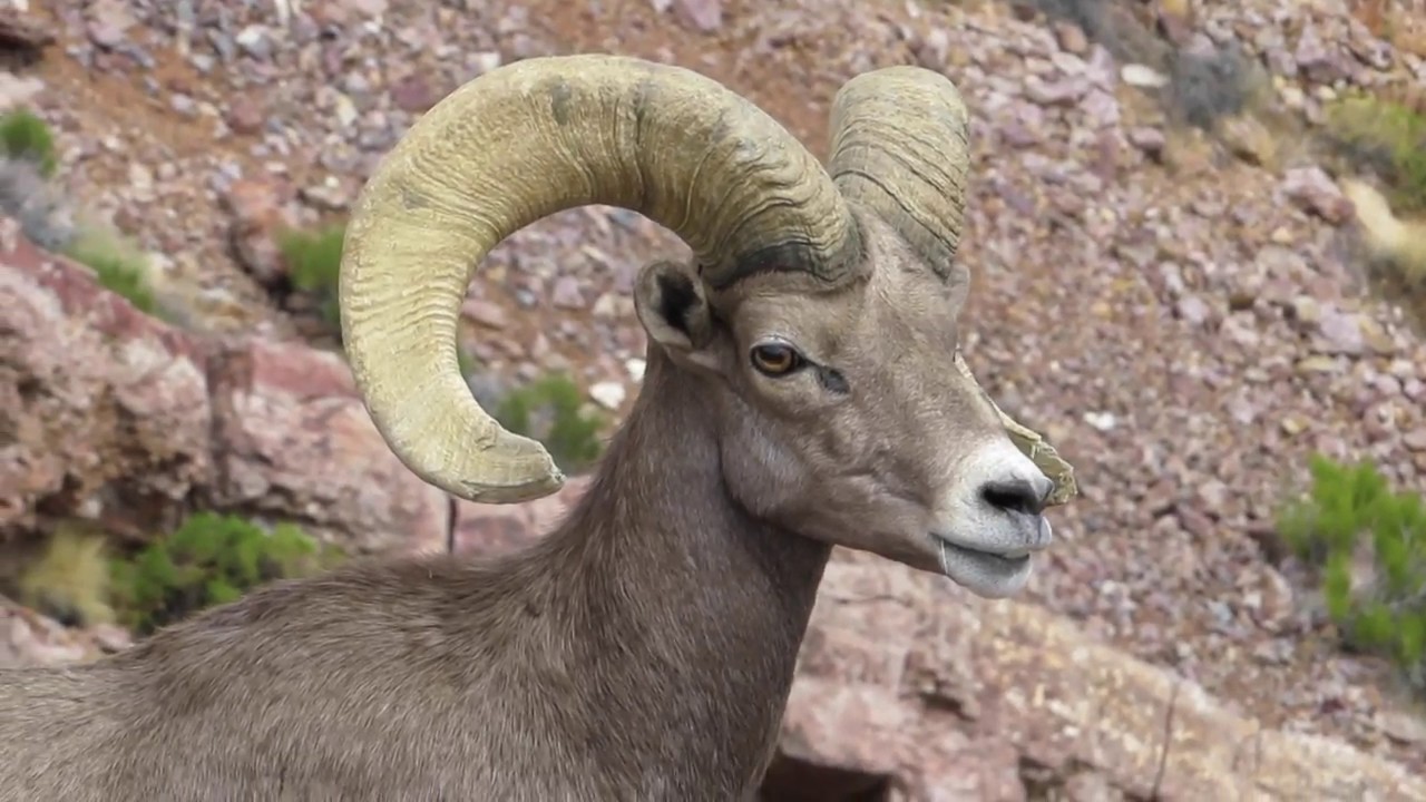 Bighorn Rams Death Valley - YouTube