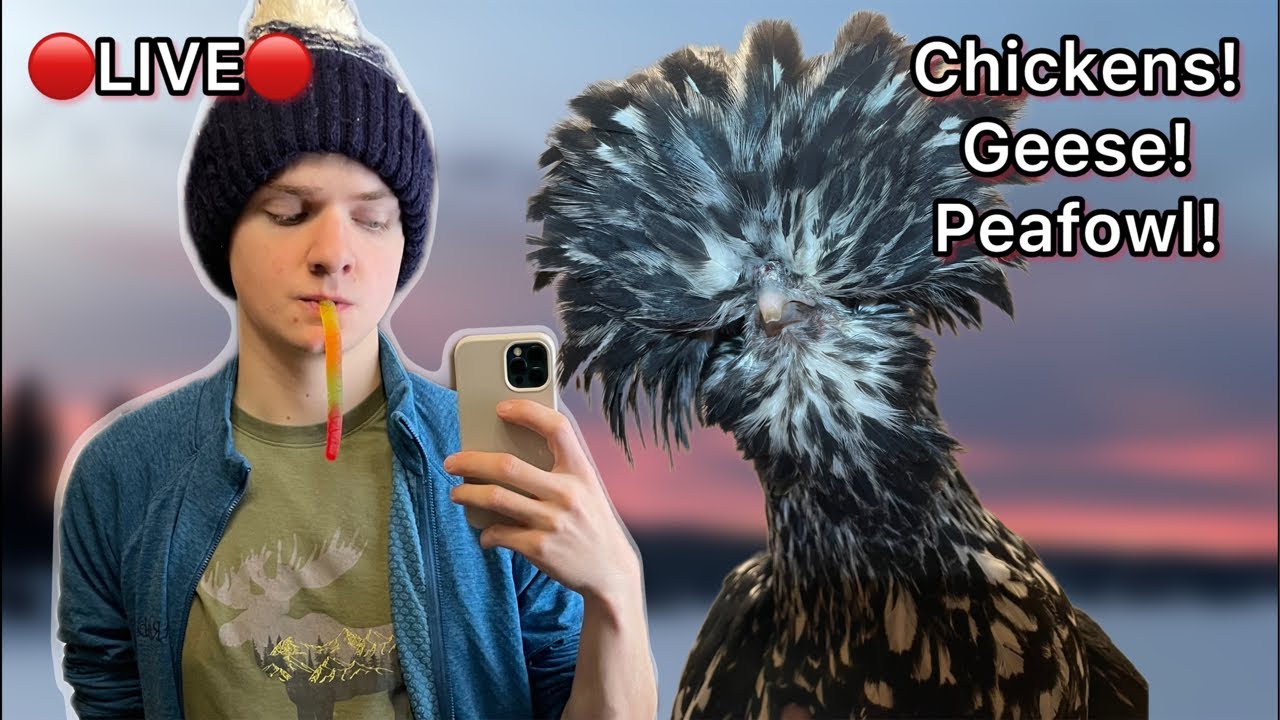 🔴🤠Joseph's Flock is live again!🐔🤠 - YouTube