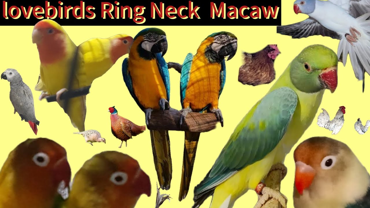 Love Bird Macaw Ring Neck Fancy Hens |Each bird's separate cages are ...