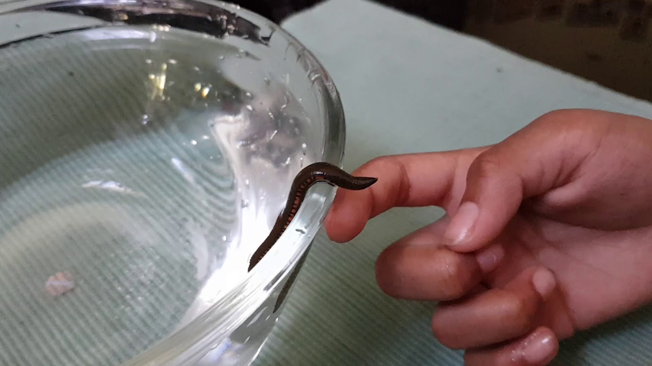 Amazing Leech found in India - YouTube
