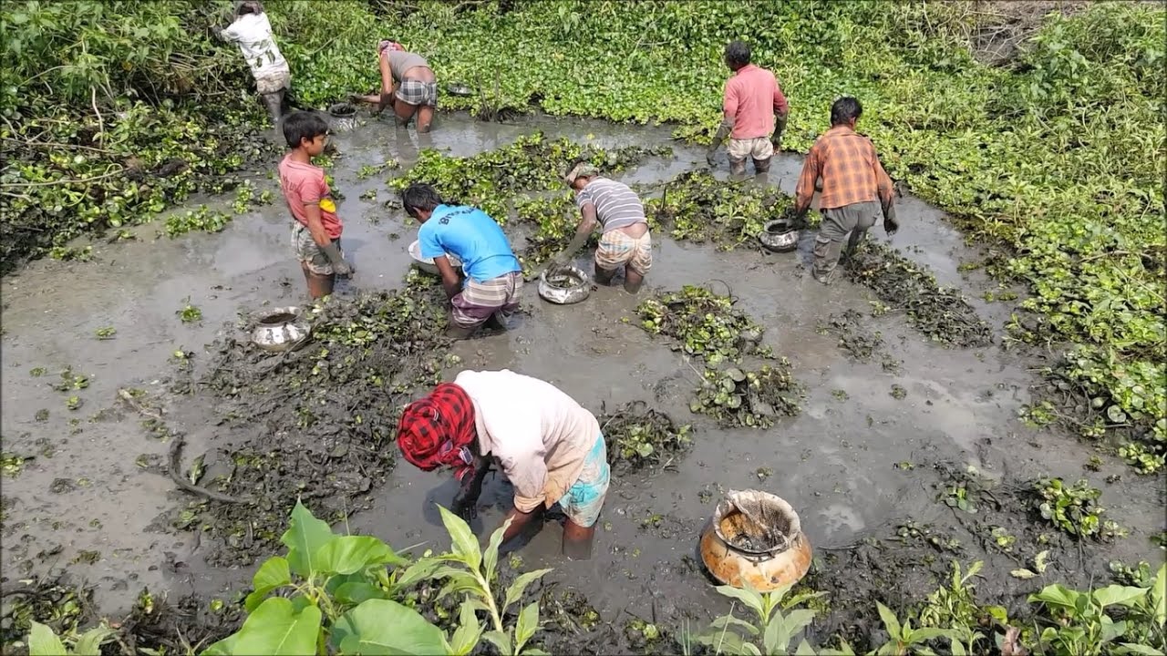 Incredible Village Fishing | Huge Local Deshi Fish Catching From Ponds ...