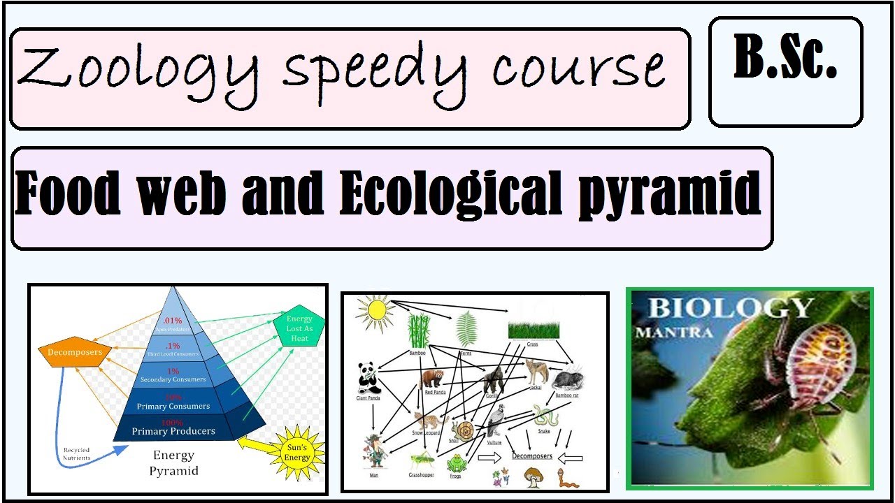 Food web and Ecological pyramids | Eltonian Pyamids | Biology Mantra ...