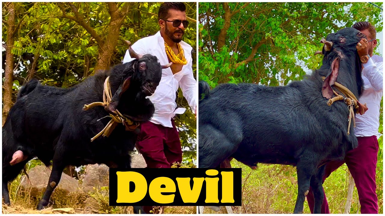 Devil - The Favorite Goat of MD Goat Farm, 1st RU of Face Off Challenge ...