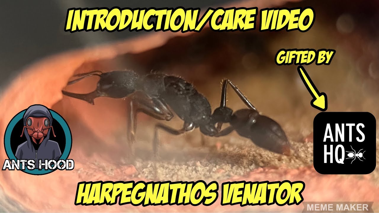 Introduction/care Video of my Harpegnathos venator, gifted to me by ...