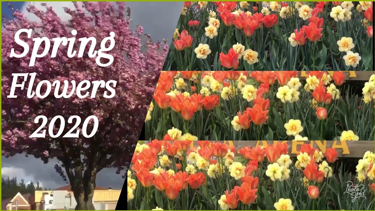Spring Flowers 2020 - YouTube