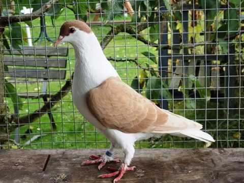 Kaftar Afghani - YouTube