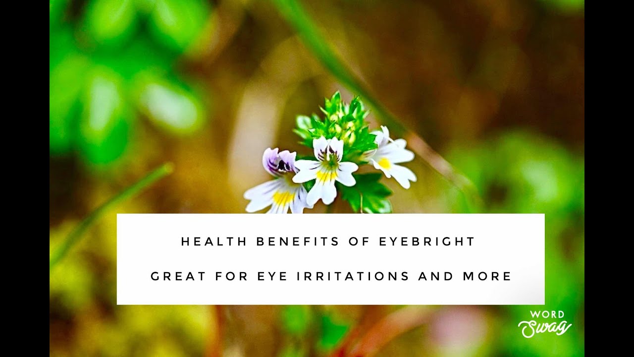 Health Benefits of Eyebright - Great for Eye Irritations and More - YouTube