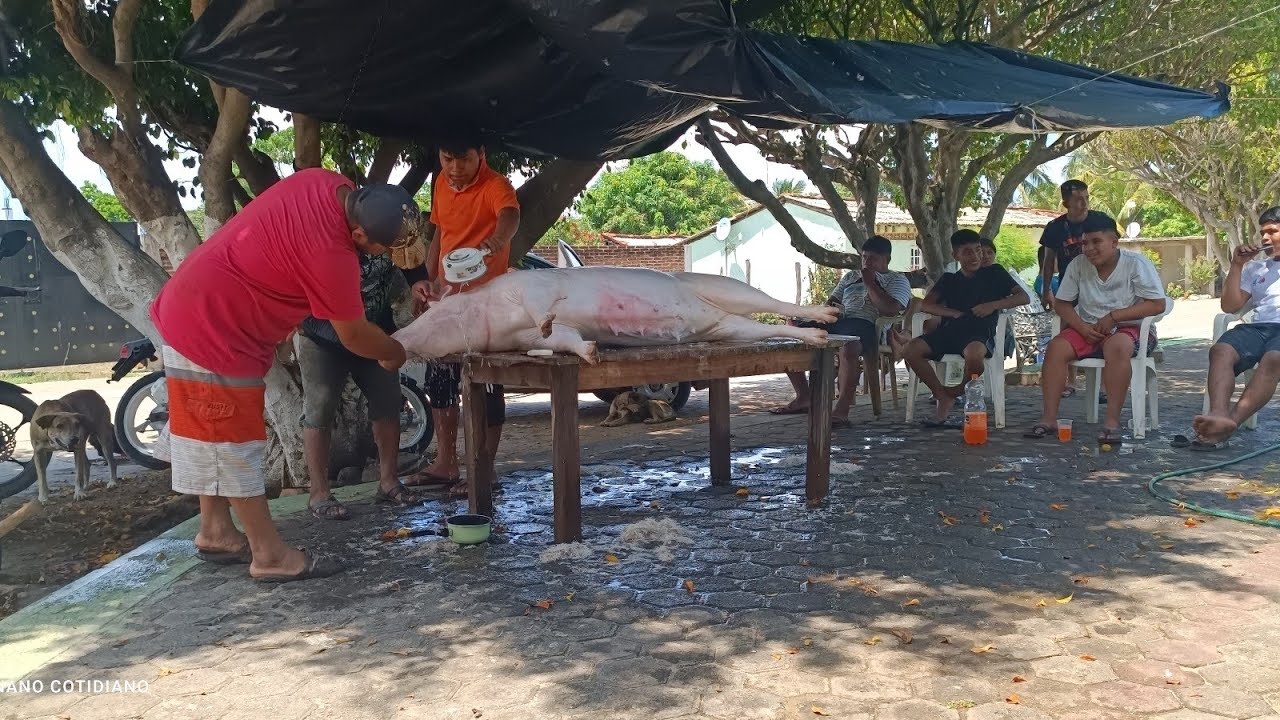 Estamos pelando el puerco para las carnitas en La Ticla municipio de ...