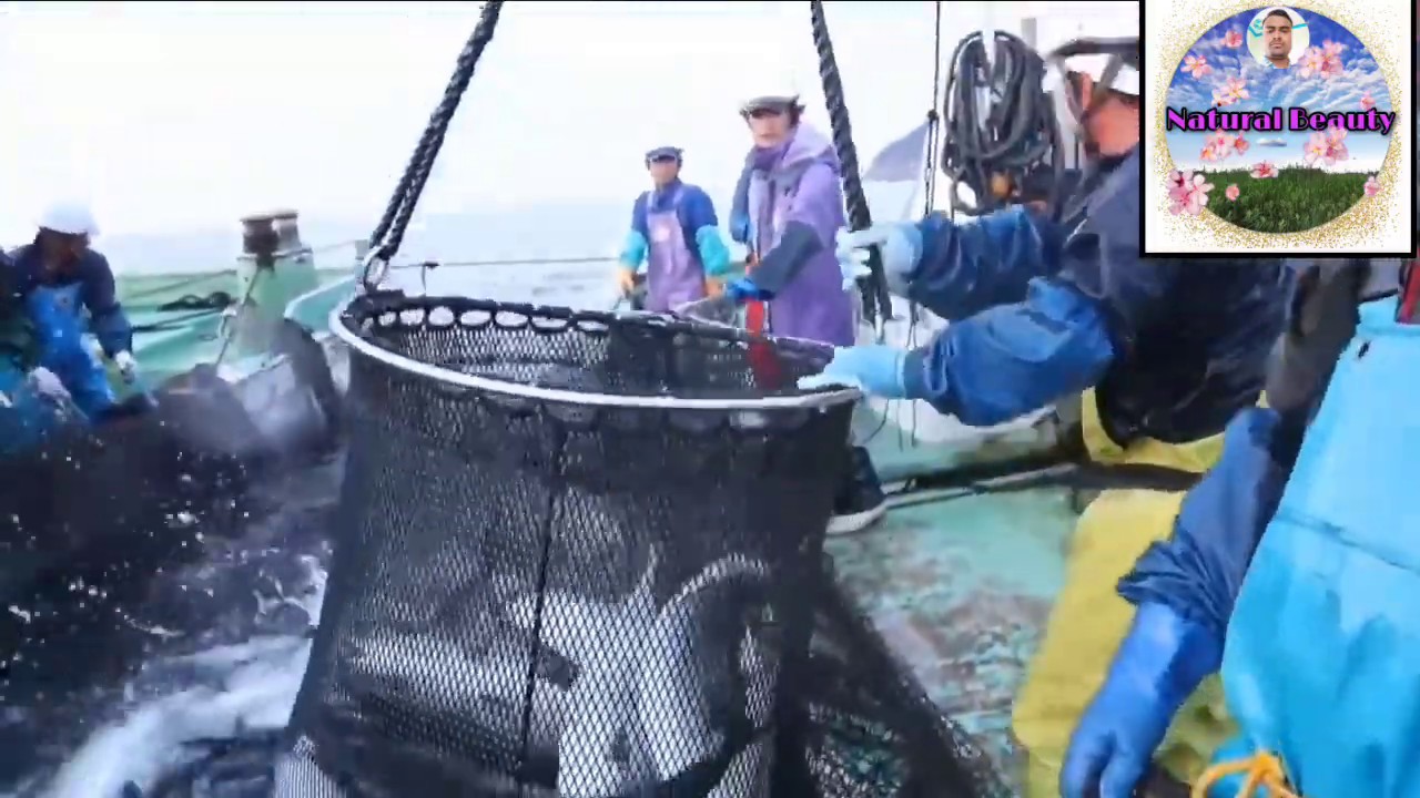 Fishing on a large scale in sea with amazing techniques🐠🐠🐠 - YouTube