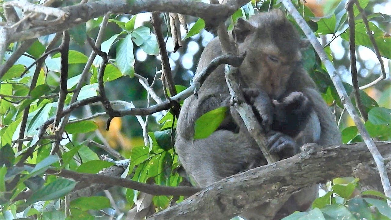 Congrats April Monkey Give Birth In This Morning|Just Born Today 12/18 ...