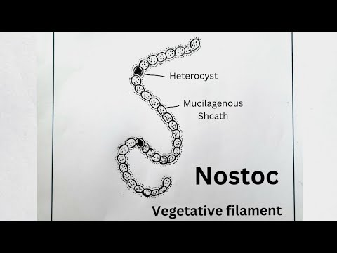 Nostoc - Botany diagram | vegetative filament #drawing #study - YouTube
