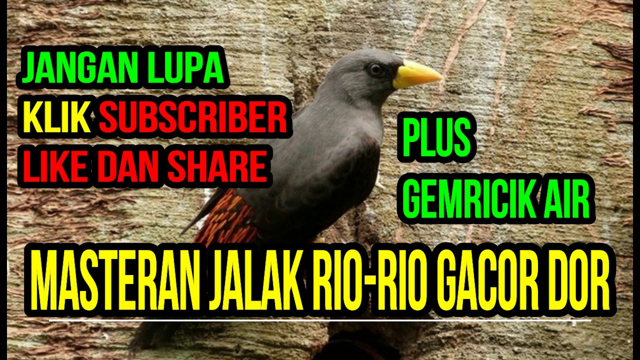 JALAK RIO RIO PLUS GEMRICIK AIR ALAM, cocok sekali untuk kacer, murai ...