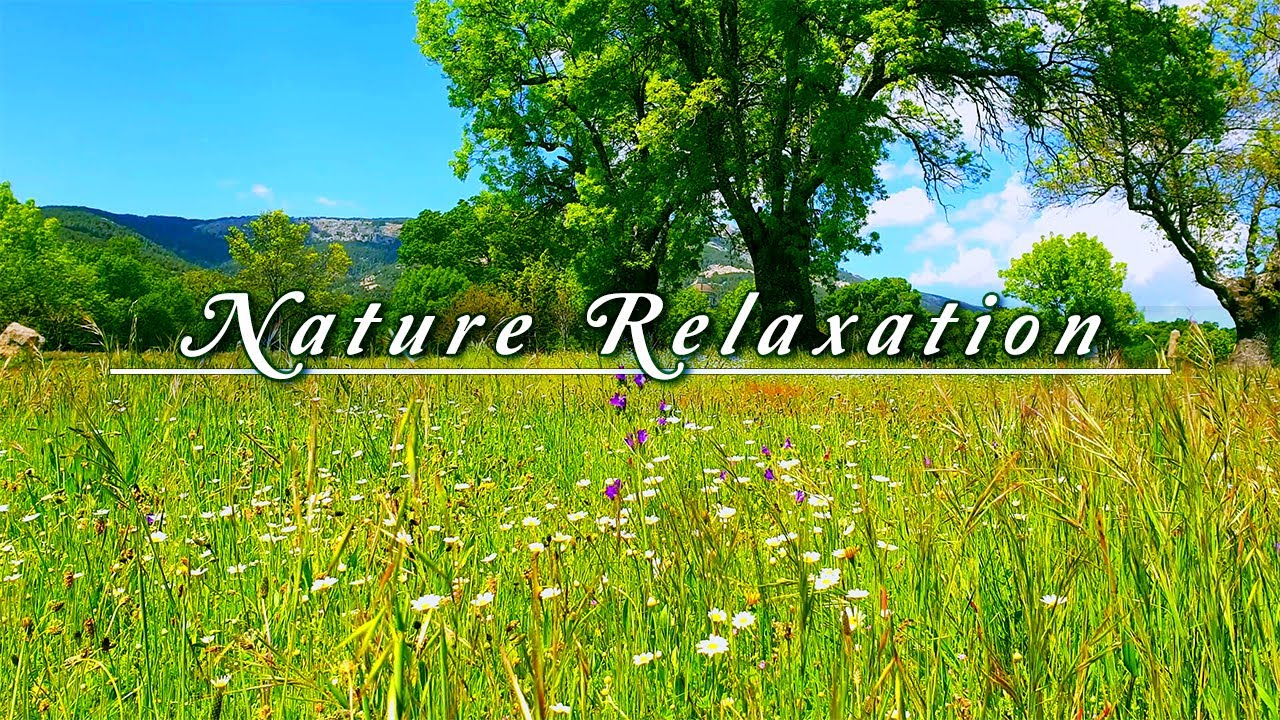 Relaxing Nature Ambience Meditation 🌳 Healing Sounds of Beautiful ...