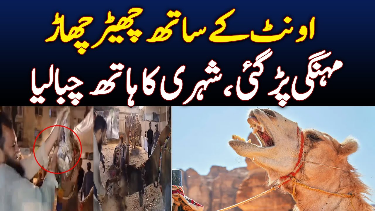 Camel Trouble, Man’s Hand Bitten in Karachi - Aaj News - YouTube