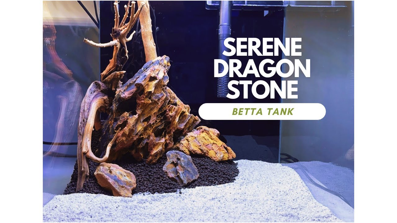 Designing a Serene Betta Habitat: Dragon Stone Hardscape in Our New ...