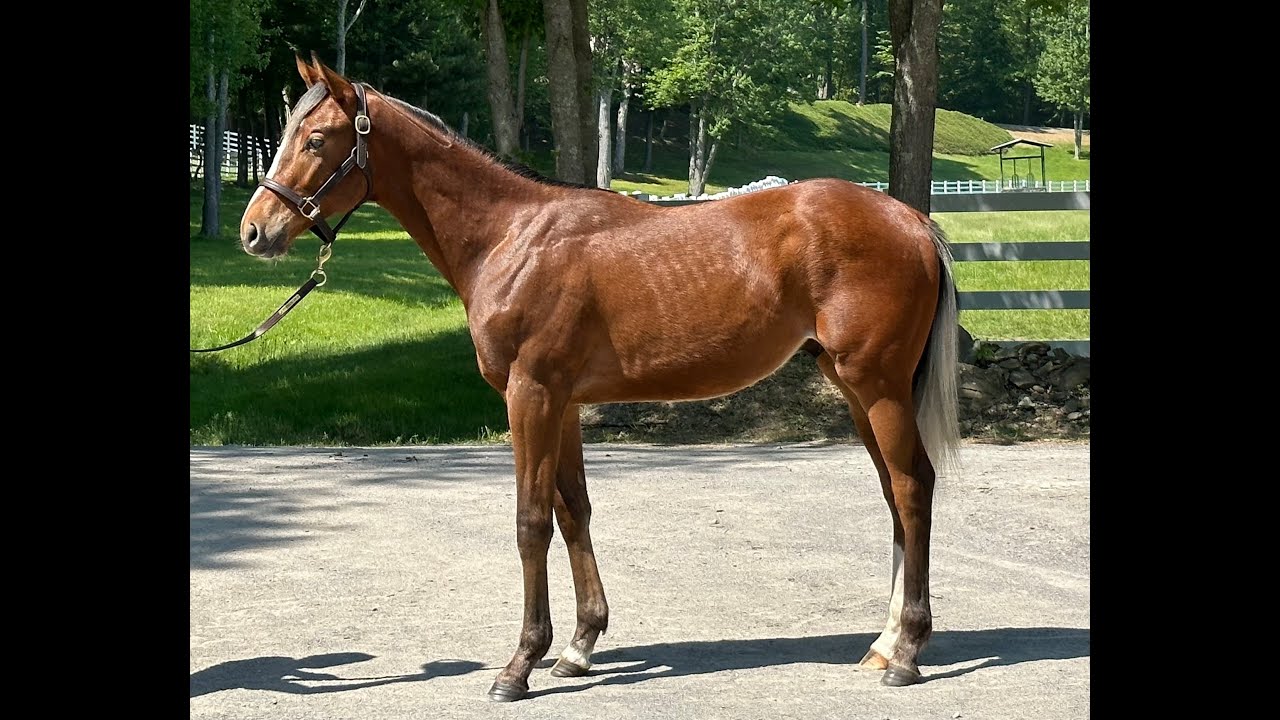 22 Bee Noteworthy by Goldencents - YouTube