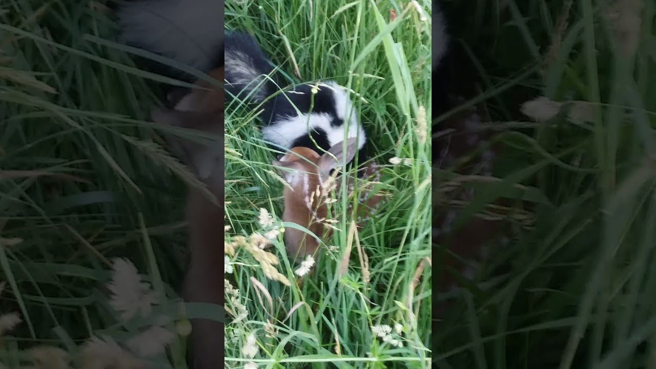 Skunk Has Deer in Distress || ViralHog - YouTube