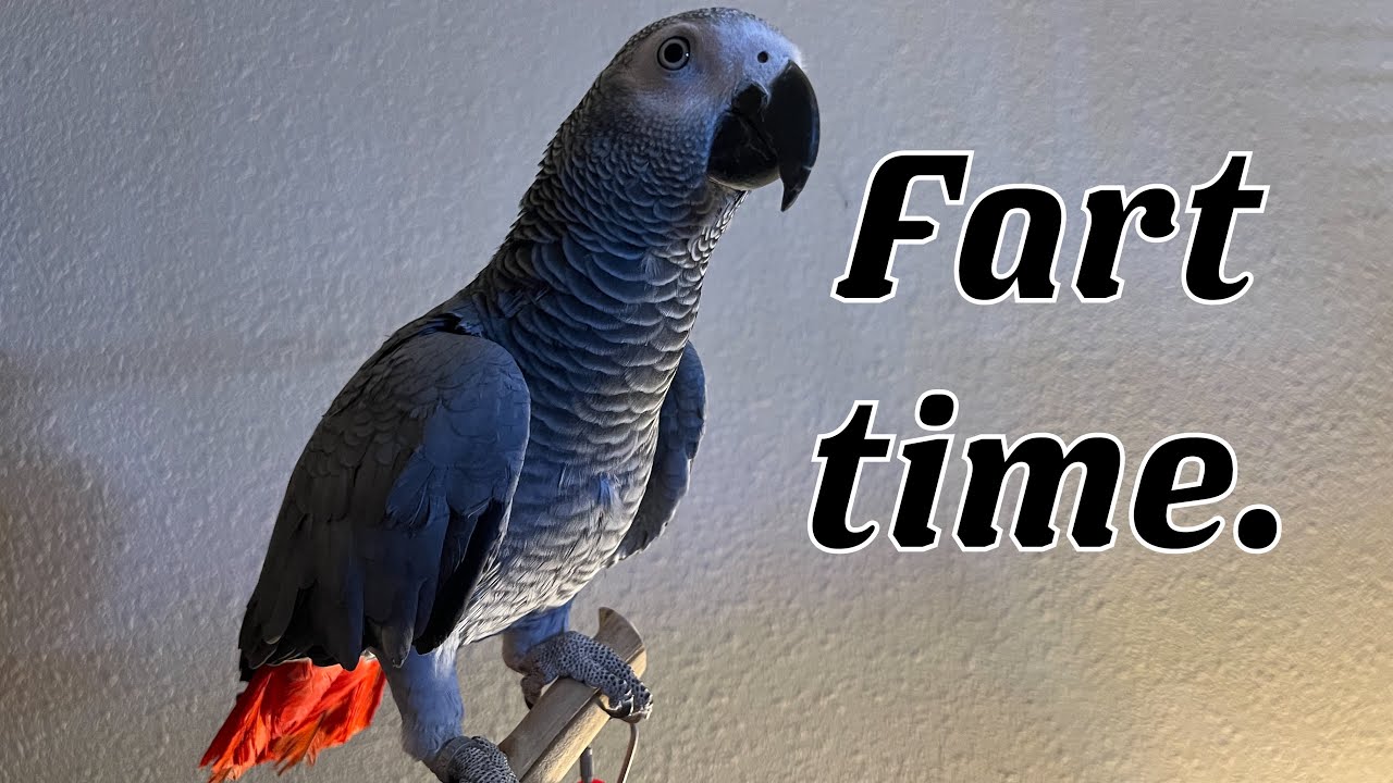 Parrot Making Alexa Fart, Talking, and More. - YouTube