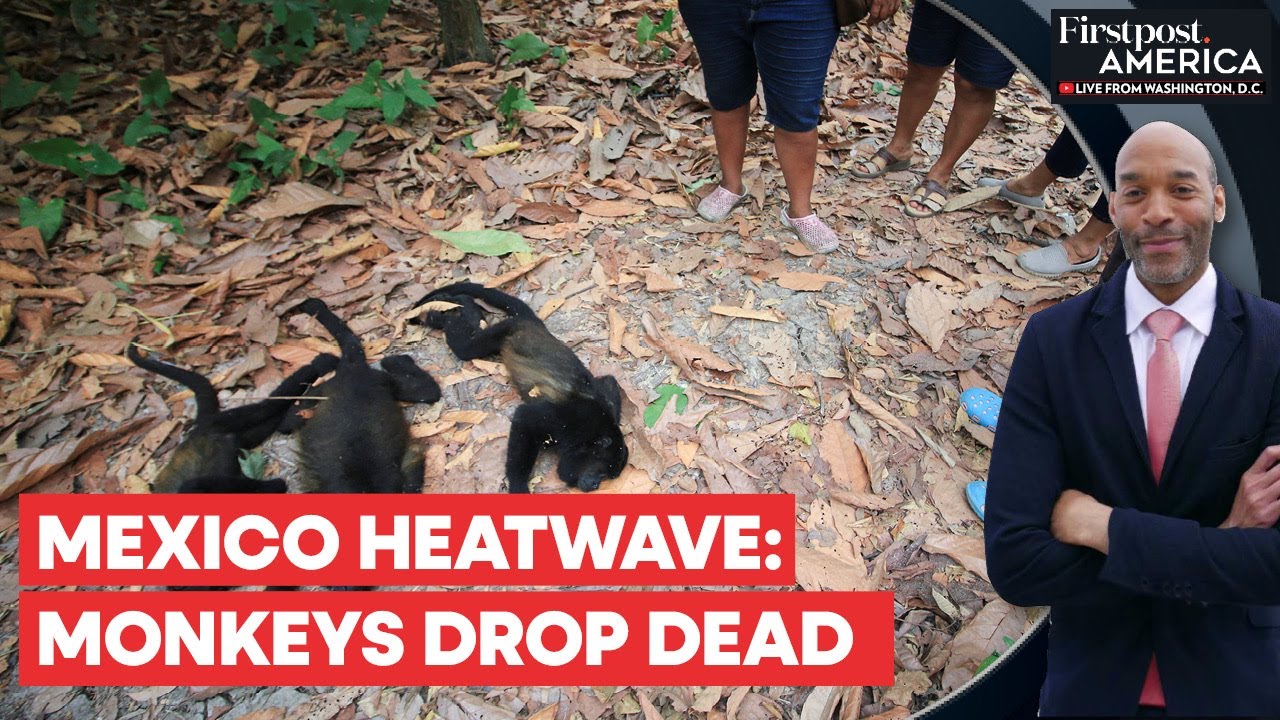 Mexico is So Hot That Monkeys Are Dropping Dead From Trees | Firstpost ...