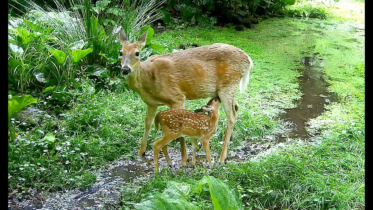 Whitetail Deer Nursing baby Deer: Caught on Trail Camera - YouTube