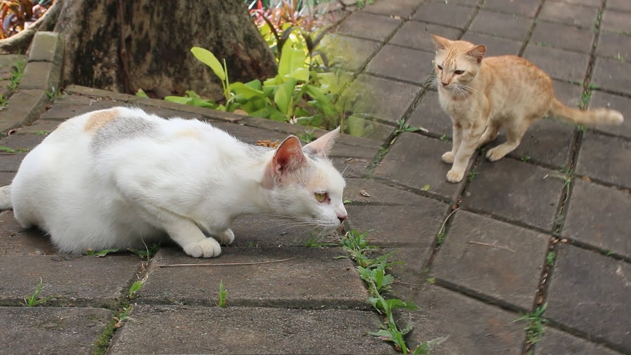 Stray Cat Attack Another Cat Before Enjoying Food YouTube stray-cat-attack-another-cat-before-enjoying-food-youtube