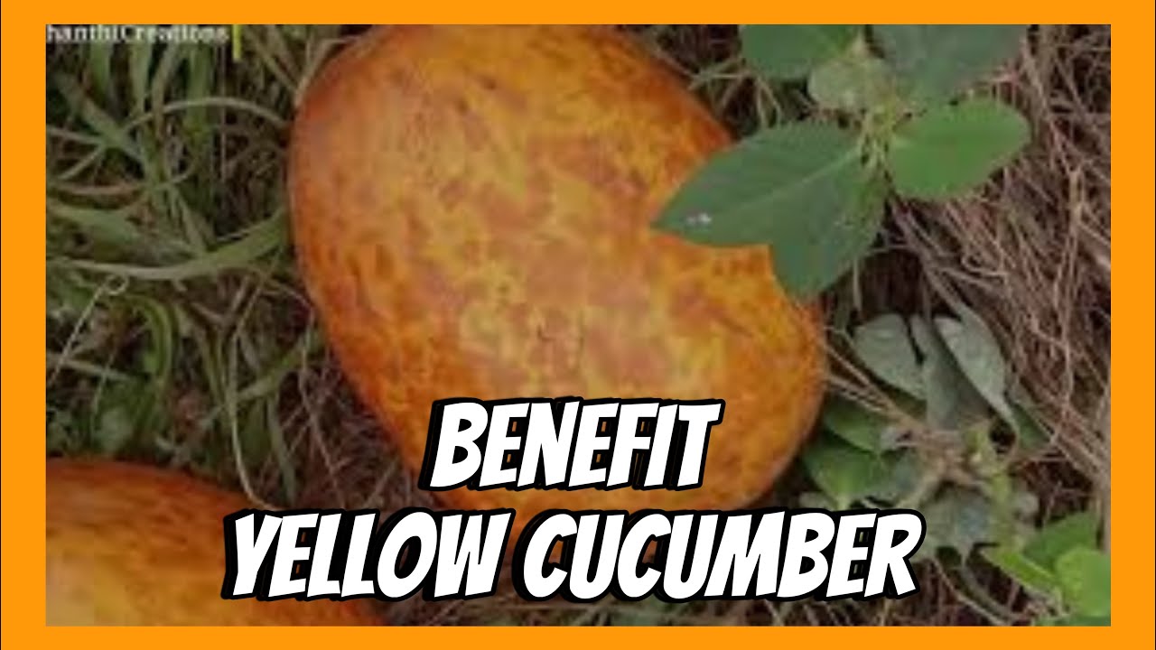Dosakaya - Yellow Cucumber -A delightful vegetable Part-2 - YouTube