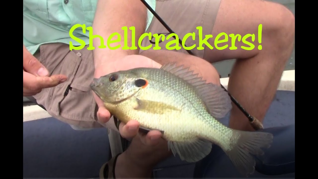 Catching big Bluegill and Shellcrackers in Summer - YouTube