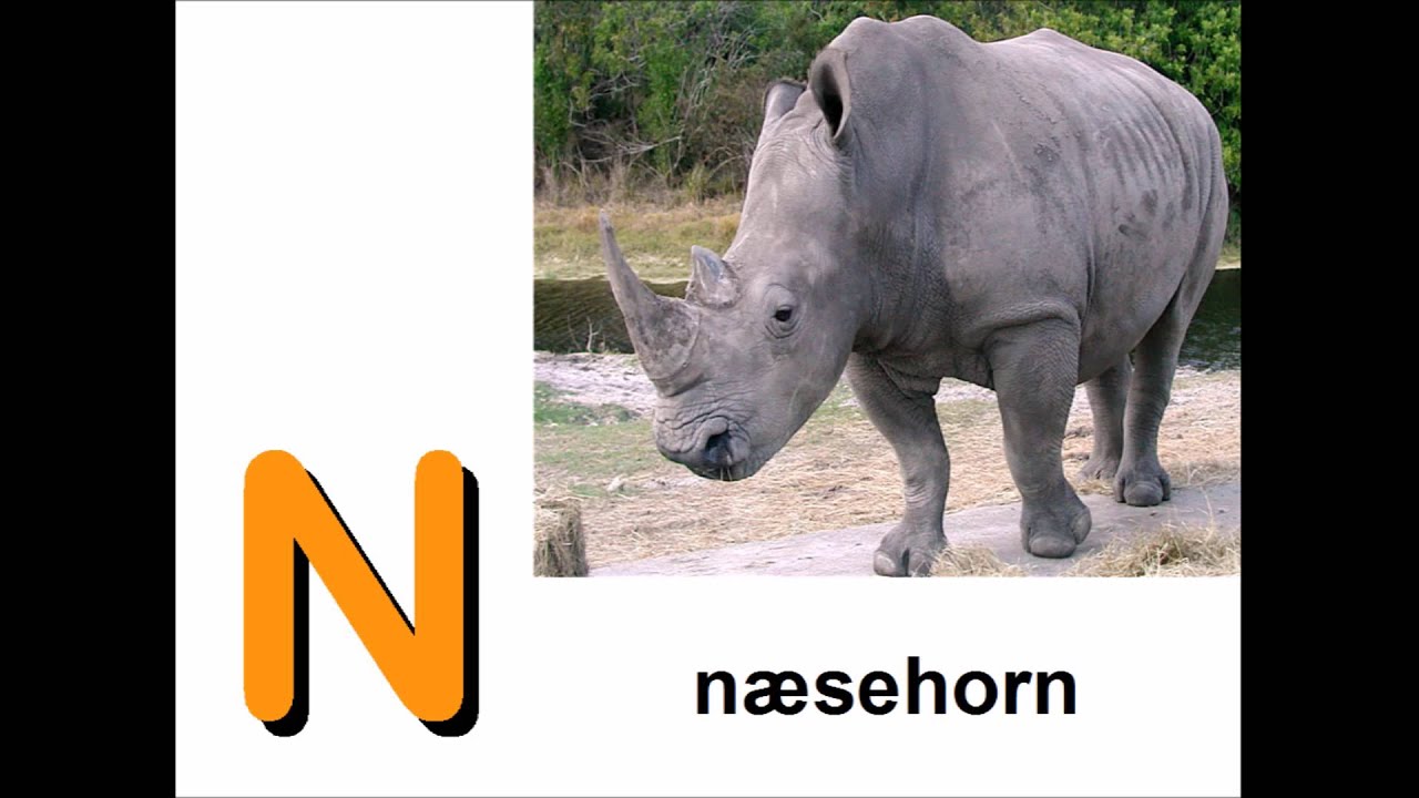 Dyralfabet - Danish Animal Alphabet - YouTube