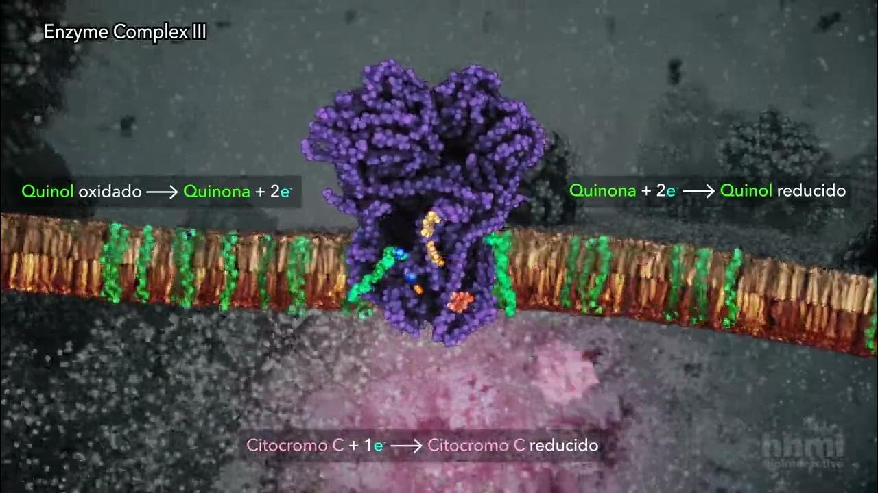 Cadena de transporte de electrones | Video HHMI BioInteractive - YouTube