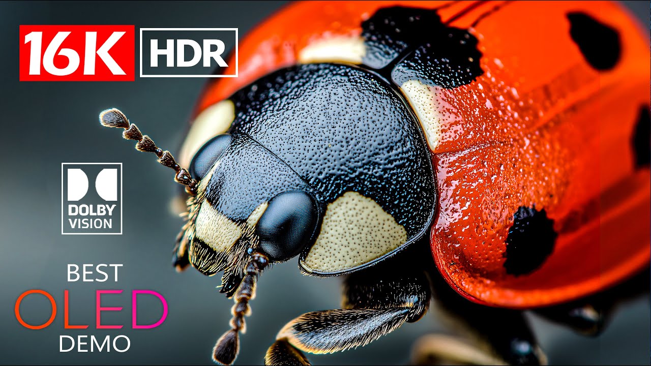 BEST OF 16K Video ULTRA HD 240 FPS | Dolby Vision 16K HDR #bgm - YouTube
