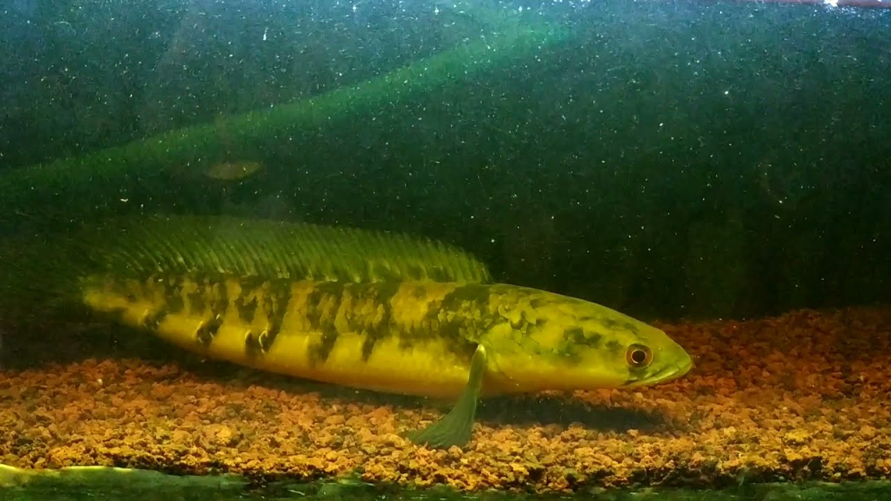 IKAN GABUS KALIMANTAN. Fish Cork Kalimantan - YouTube