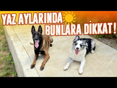 KÖPEĞİ OLANLAR YAZ AYLARINDA AMAN DİKKAT !