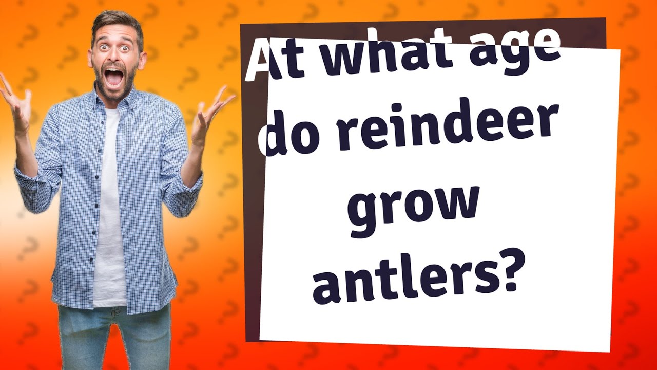 At What Age Do Reindeer Grow Antlers YouTube At What Age Do Reindeer Grow Antlers YouTube