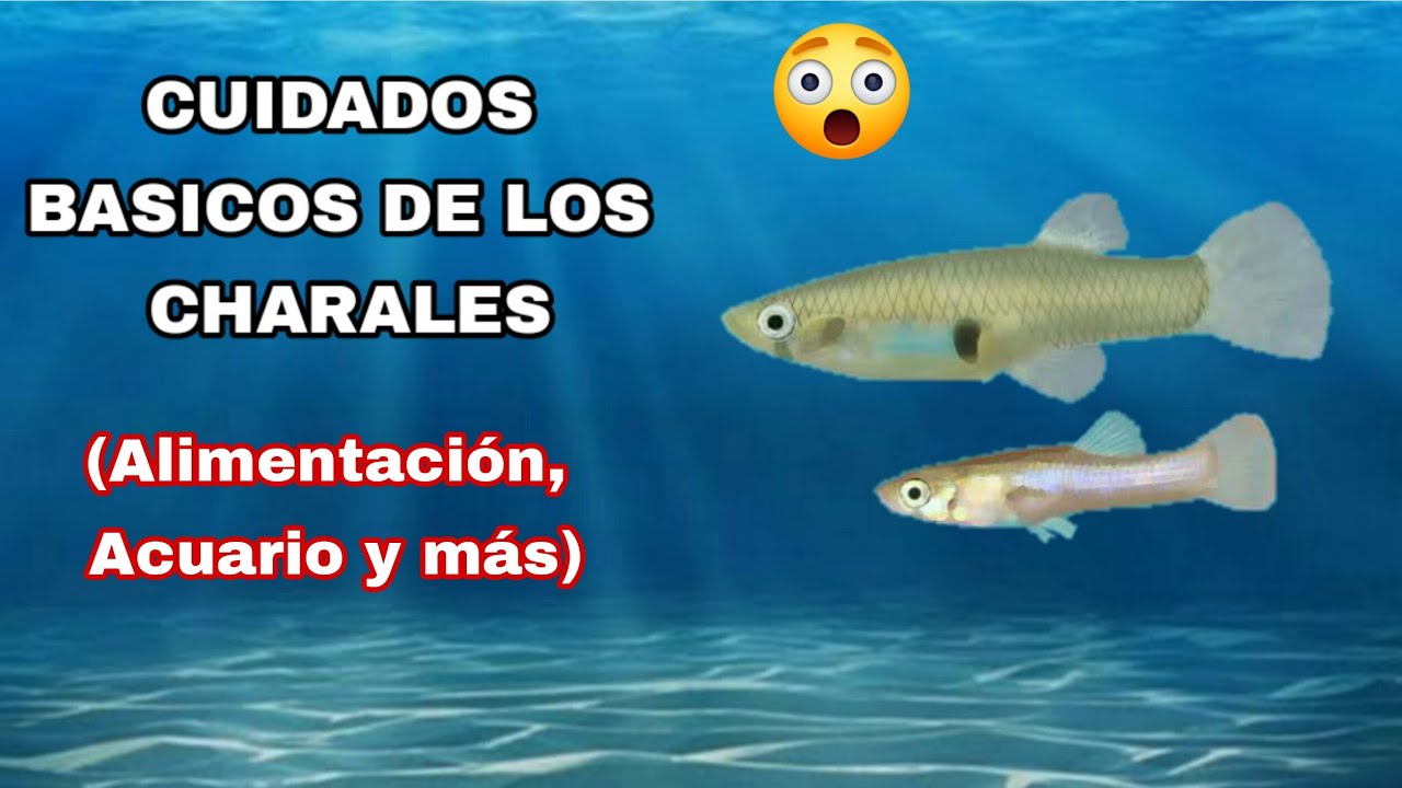 CUIDADOS BASICOS DE LOS CHARALES *PEZ MEXICANO* (ALIMENTACION, ACUARIO ...