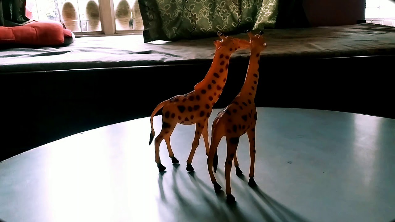 Animal world . Part 1 - YouTube