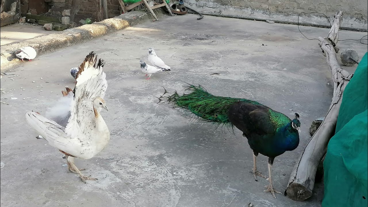 Sab Birds Active Hein Male peacock kuch suset Hay - YouTube