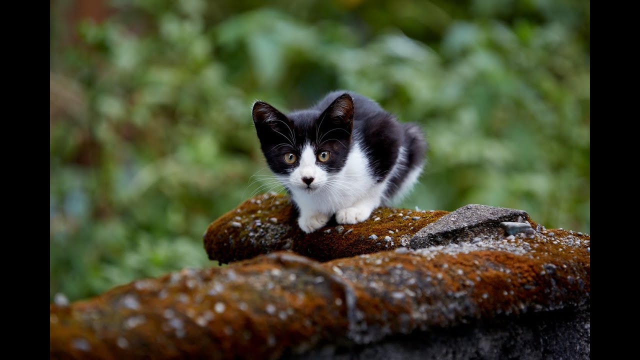 7 stray baby cats days. kitten - YouTube