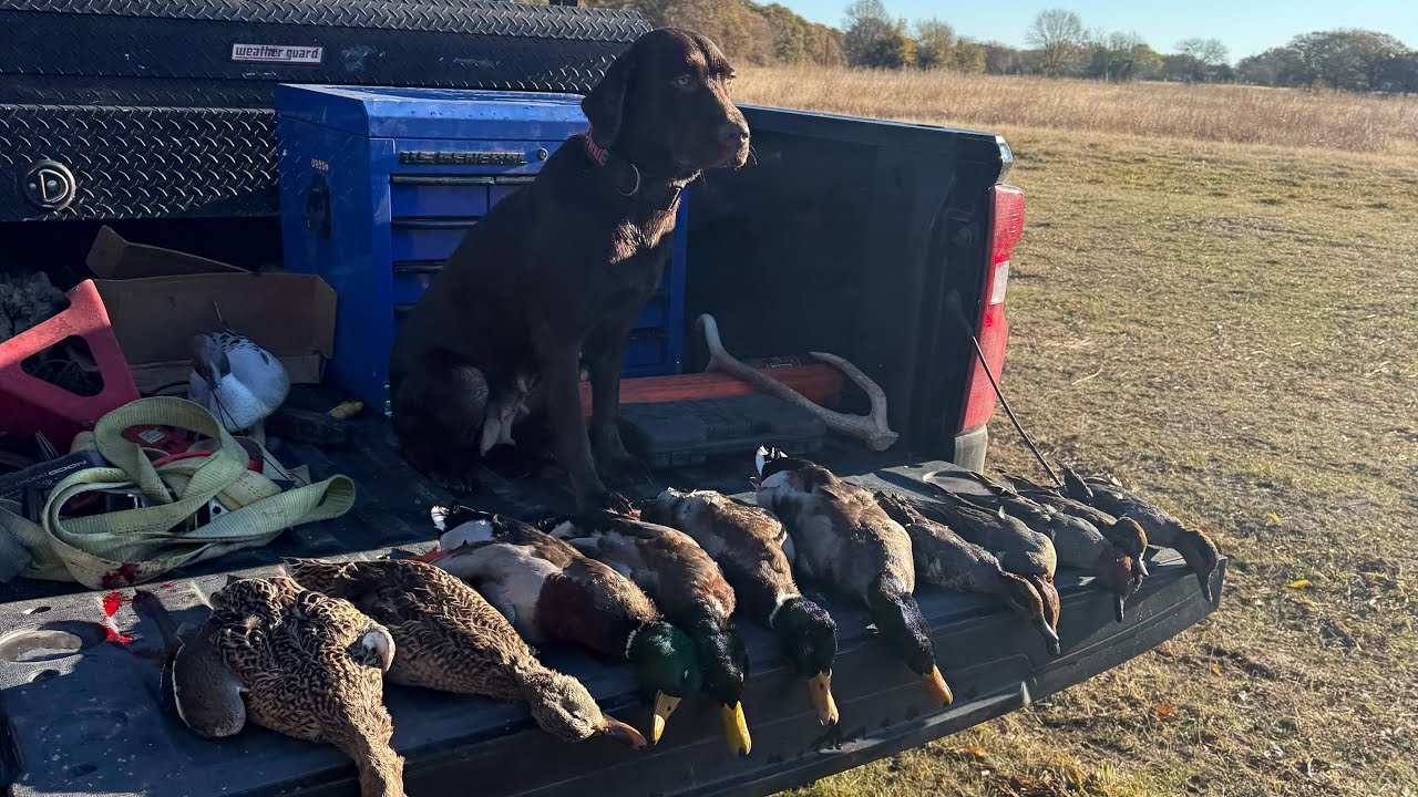 Public Land Duck Hunt Pond Jumping After The Public Hunt Mallards
