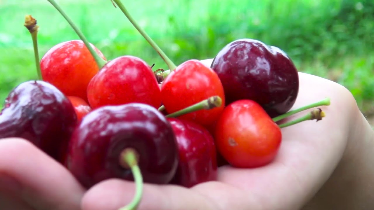Черешневый сад г.Асибецу. Cherry orchard in Ashibetsu city. Hokkaido ...