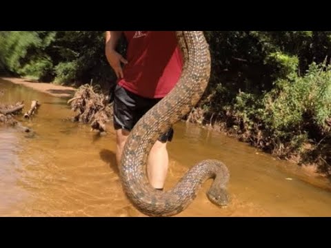 Noodling Fail Snake Bites Toe - YouTube