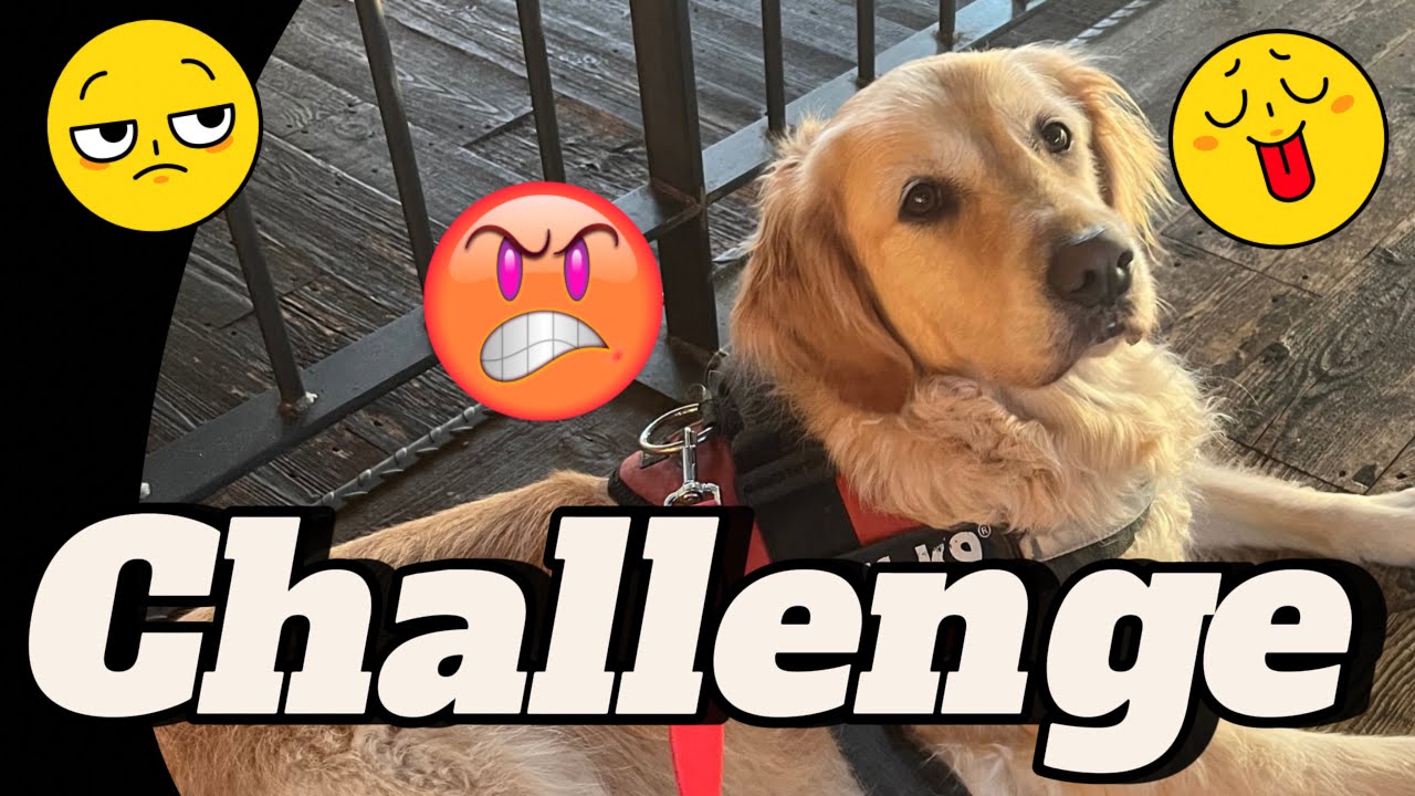 Challenge Pets - YouTube