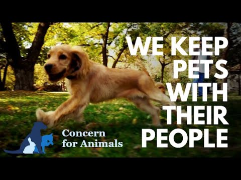 Concern for Animals: What We Do 💙 - YouTube