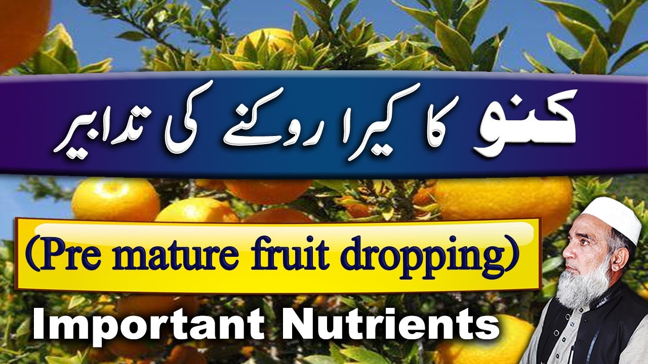 Fruit dropping in Citrus | Pre mature fruit dropping problem | Crop ...