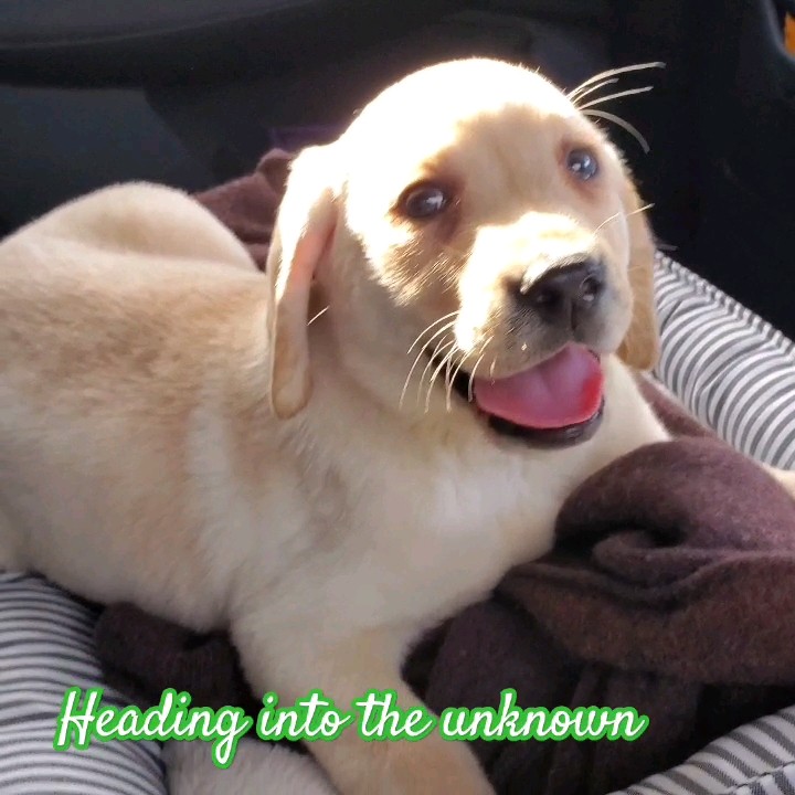 Heading 🏡 #doglover #dog #pet #labradorretriever #labrador #puppy # ...